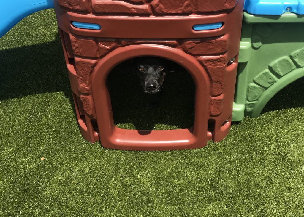 Tour – Diggity Doggy