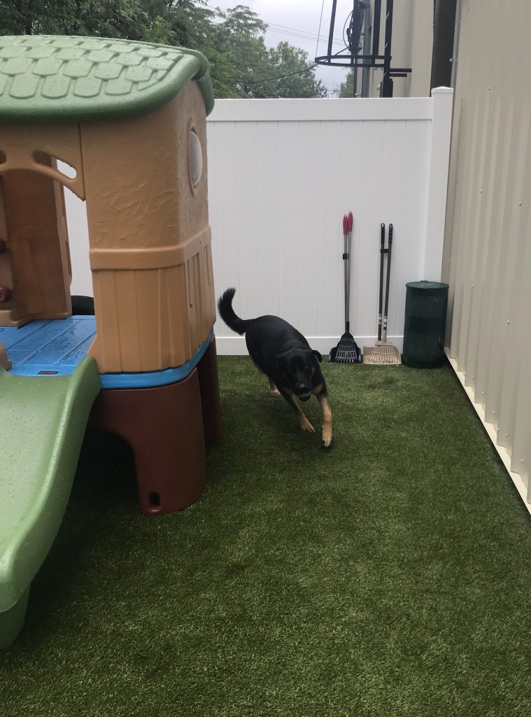 Tour – Diggity Doggy